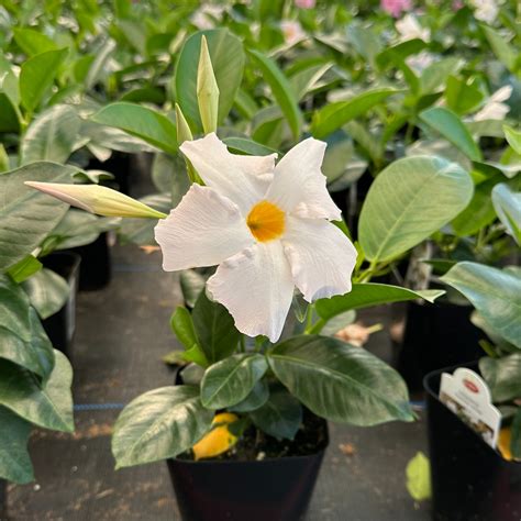 Dipladenia — Premier Color Nursery Inc