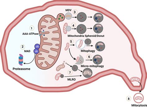 Egastroenterology：科学家有望通过细胞中的线粒体来理解人类慢性肝脏疾病的发病机制生物科技健康一线资讯