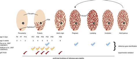Postnatal Development Of The Mouse Mammary Gland Top Scheme