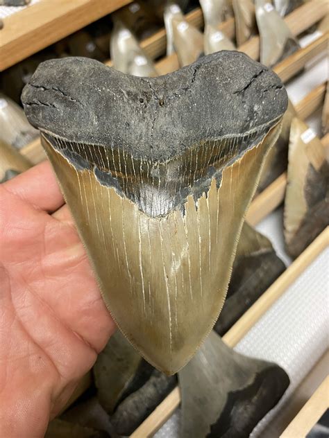 Discover The Value Of Megalodon Teeth In Todays Market 1 Incredible