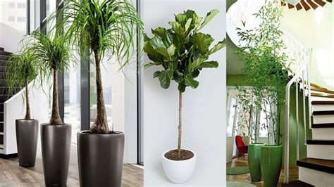 7 უპრობლემო ხე რომელიც შეგიძლიათ სახლში გაზარდოთ All Time