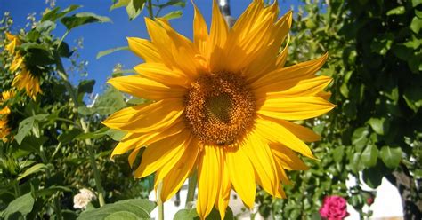 Los Relatos De Mar A Carta Para Mi Sobrina El Dia De Su Boda