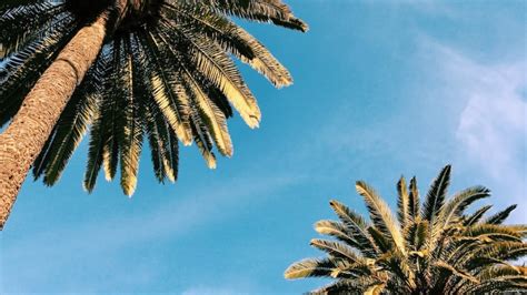 How To Draw A Palm Tree About Tree