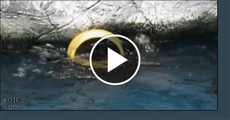 Фродо Пикабу