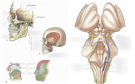 Trigeminal Nerve Anatomy Netter