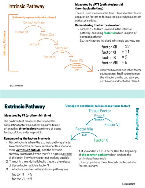 Coagulation Cascade Explained Med Tech Mltmlsrn Study Guide