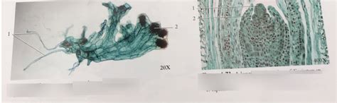 Equisetum Diagram Quizlet
