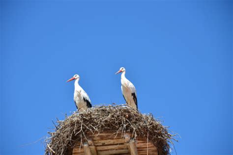 Obrazy Vták Krídlo Zviera Zver A Rastlinstvo Zobák Fauna