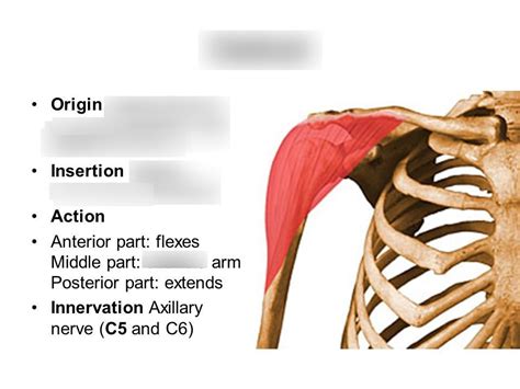Origin Insertion Action Of Deltoid Muscle Diagram Quizlet