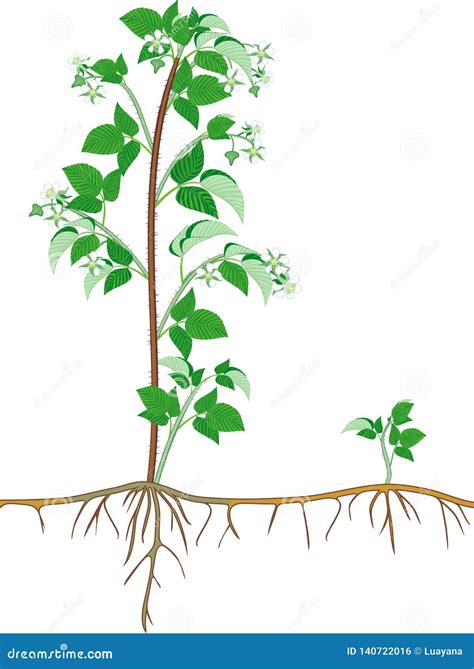 Flowering Raspberry Shrub With Green Leaves And Root System Stock Vector Illustration Of