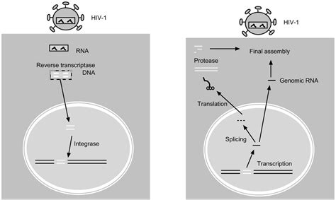 Hiv 1 Genotyping We Cant Resist Reviews And Research In Medical