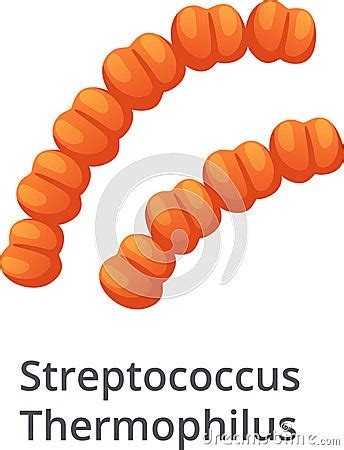Streptococcus Thermophilus Bacteria Forming A Chain Probiotic