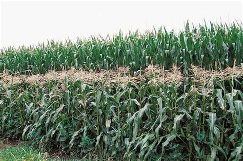 Sex Secrets Of Sweet Corn