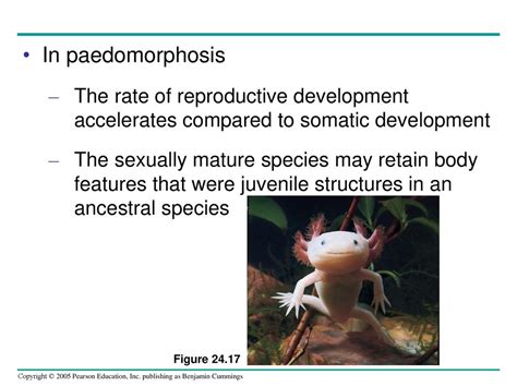 Chapter 24 The Origin Of Species Ppt Download