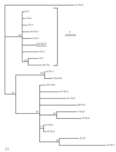 Phylogenetic Analysis Of T Box Proteins A Maximum Likelihood Method Download Scientific