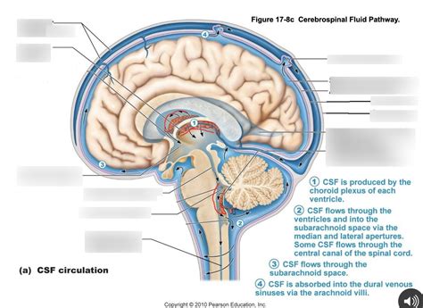Csf Circulation Diagram Quizlet