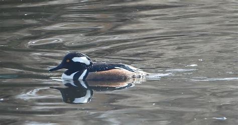 3 3 23 Merganzer Owl Flcker Hawk Eagle Album On Imgur