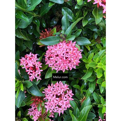 Pokok Bunga Ixora M Gadek Nursery