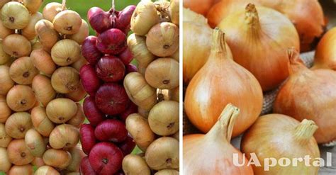 Як зберігати цибулю щоб не згнила як зберігати цибулю щоб не зіпсувалась поради домогосподарок