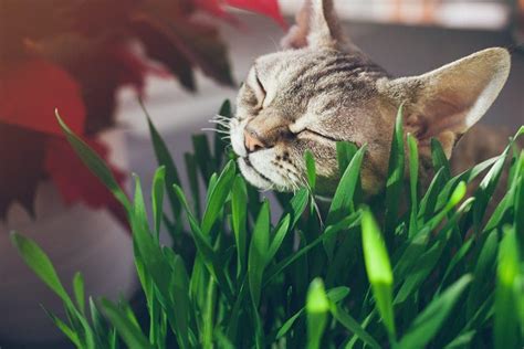Types Of Cat Grass You Can Grow Petsoid