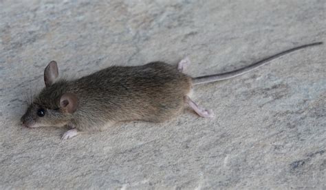 Photo House Mouse Mus Musculus