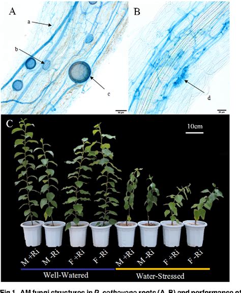 Figure 1 From Sex Related Responses Of Populus Cathayana Shoots And Roots To AM Fungi And