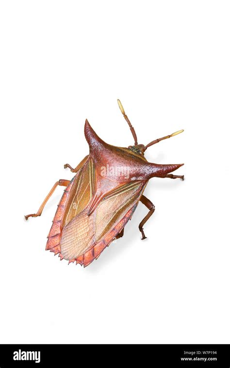 Shield Bug Possibly Pygoplatys Acutus Danum Valley Sabah Borneo