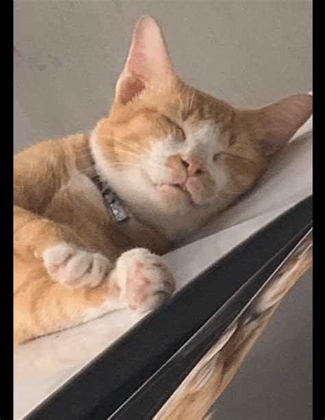 一只橘猫躺在车的引擎盖上睡觉，车主也不敢叫醒它，花色养不起啊猫咪