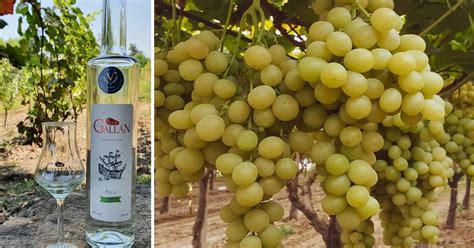 ¿el Pisco Es Peruano O Chileno Los Expertos Aseguran Que La Uva Pisquera Solo Crece En Perú