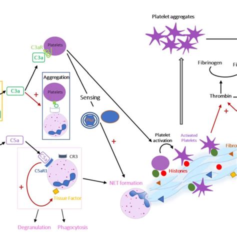 Interplay Between Complement Coagulation And Formation Of Nets