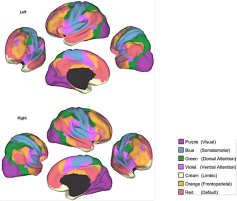 Yeo 7 Network Parcellation Of The Human Cerebral Cortex Download Scientific Diagram
