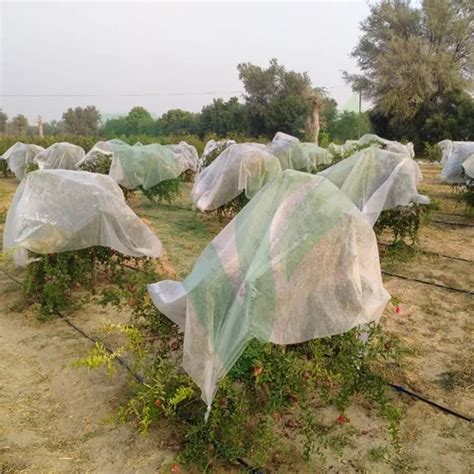HDPE Pomegranate Fruit Cover At Best Price In Pune ID 2854996281097