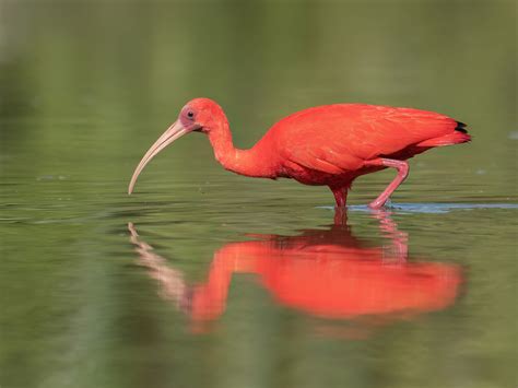 Scarlet Ibis Eudocimus Ruber Birds Of The World
