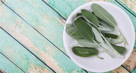 Prot Ines D Finition R Le Et Sources