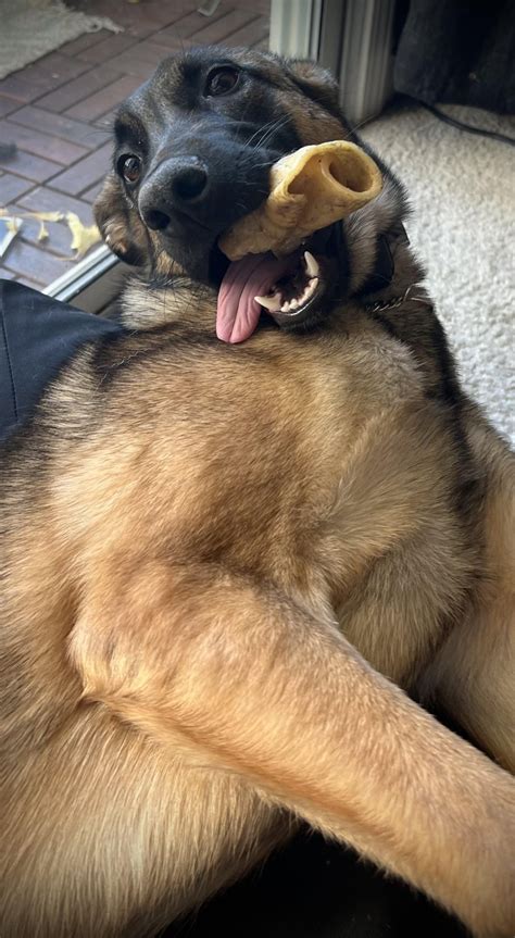 She Chews Through These In A Blink Of An Eye Rbelgianmalinois