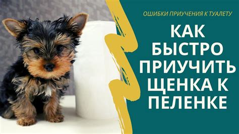 Как приучить щенка к туалету Быстрый способ приучить йорка к пеленке Только не допускайте