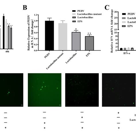 Genome Annotation Of Pedv And Immunolocalization Of Flag Tagged Pedv