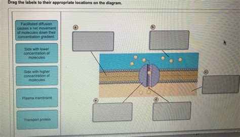 Drag The Labels To Their Appropriate Locations In This Diagr