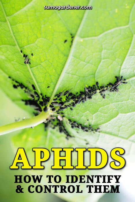 Aphids How To Identify And Control Them Sumo Gardener