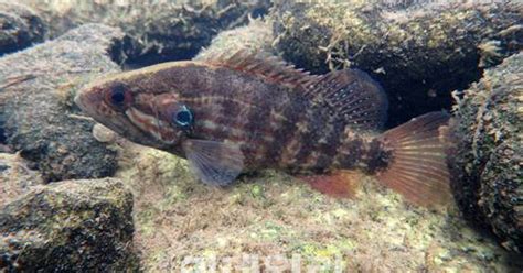 포토 육식성 민물고기 꺽저기