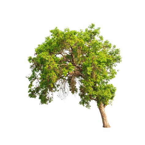 Irvingia Gabonensis Healthy Body Weight Life Extension Europe