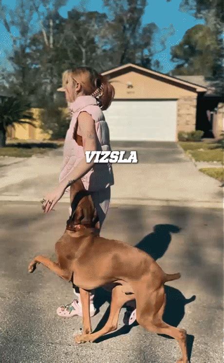 Learn More About Dog Training And Stsk9s Heeling Styles Class