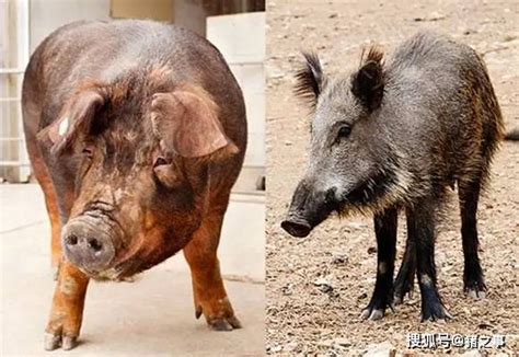 揭开猪的“身世之谜”，带你了解猪的起源，以及猪字的演化史 野猪 历史 中国