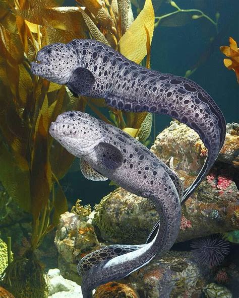 Beautiful Black And White Sea Slugs In Aquarium Wolf Eels Blue