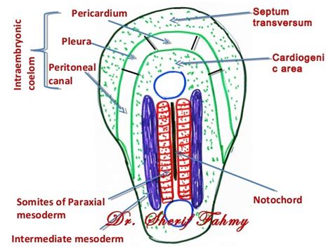 Development Of Duodenum Special Embryology