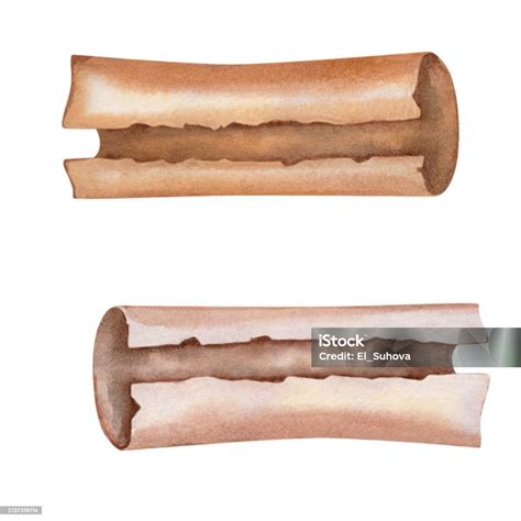 수채화 오래 된 양피지 종이 스크롤 시트 빈티지 나이 텍스처 세련된 책의 날 스크랩북 도서관 웹 사이트 스티커 테두리 인증서 레이블 초대장에 대 한 흰색 배경에 고립 0명에