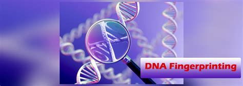 Dna Fingerprinting Forensic Science Institute