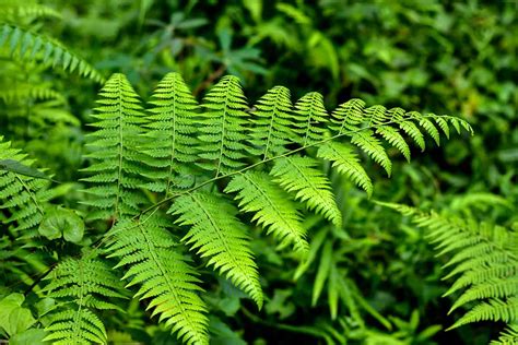 14 Poisonous Plants Your Chicken Flock Needs To Avoid