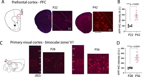 age dependent transgenic app aβ overloading in l5 neurons in pfc and