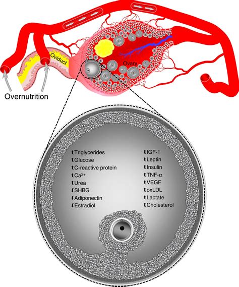 Impact Of Maternal Overnutrition On The Periconceptional Period Endocrinología Y Nutrición